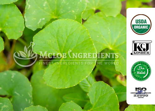 Hydrocotyle Asiatica Plant Extract - Hydrocotyle Aasiatica Medicinal Uses